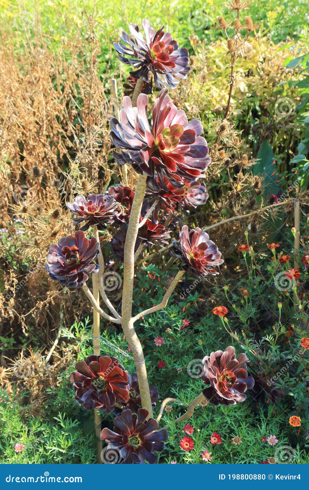 A Cluster of Aeonium Arboreum Atropurpureum Stock Photo - Image of ...
