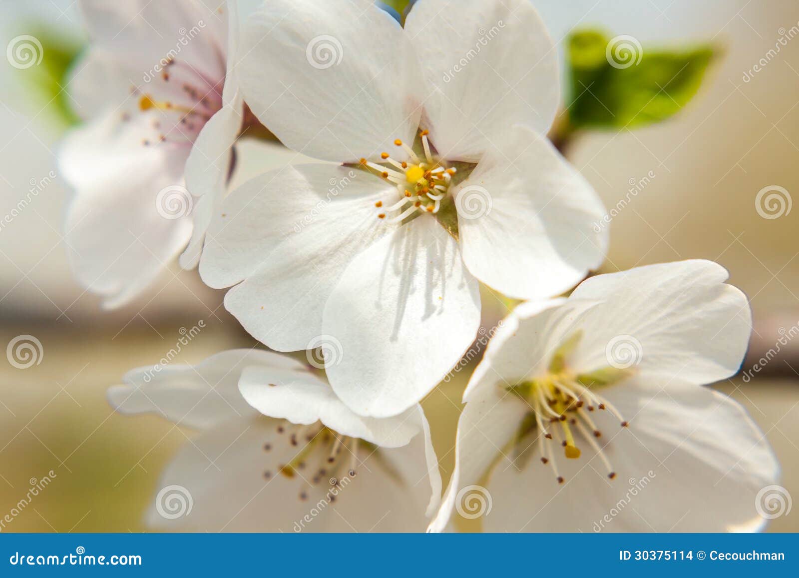 Cluster of Apple Blossoms stock photo. Image of blossom - 30375114