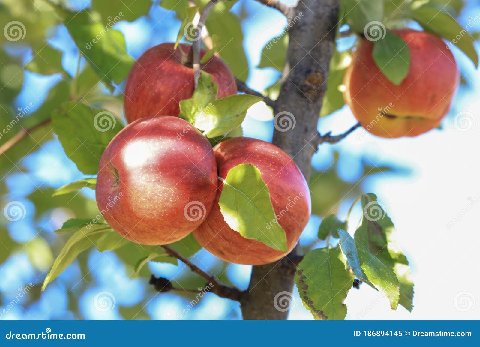 A cluster of apples stock image. Image of plant, sprouting - 186894145