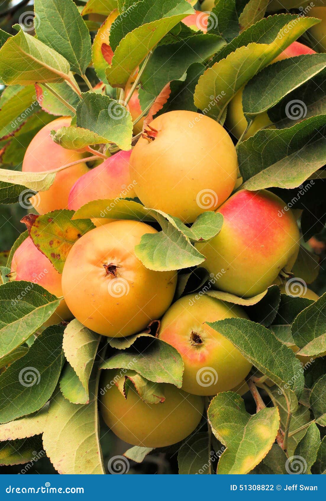 Cluster of apples stock photo. Image of apples, branch - 51308822