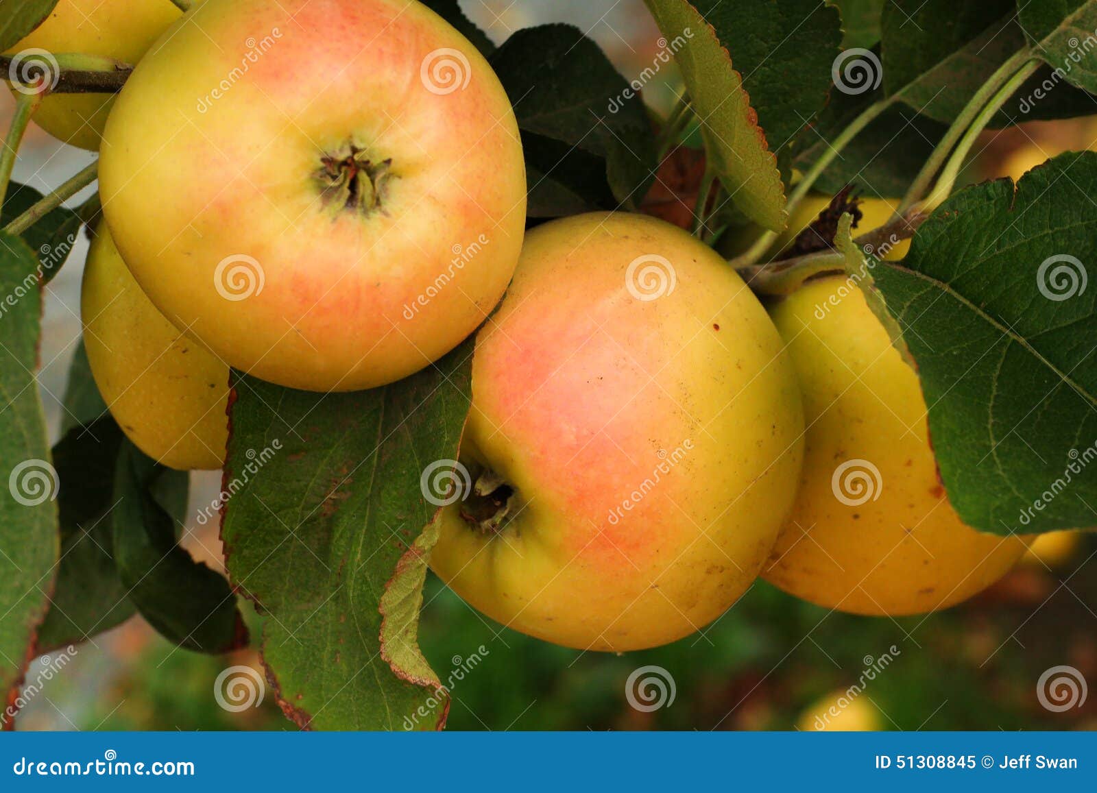 Cluster of apples stock image. Image of orchrds, farming - 51308845