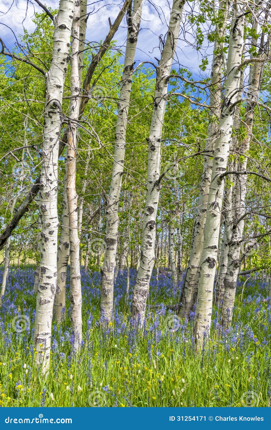 Cluster of Aspen Trees and Flowers Stock Image - Image of plants ...