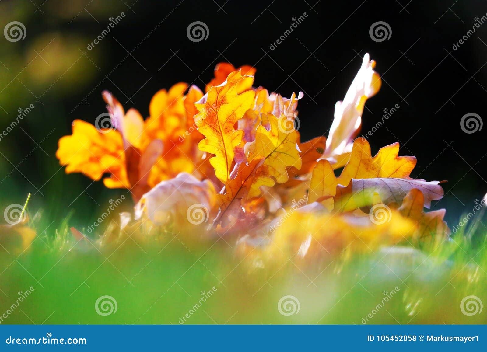 Cluster of Autumn Fall Leaves in the Sun on the Green Grass on a Meadow ...
