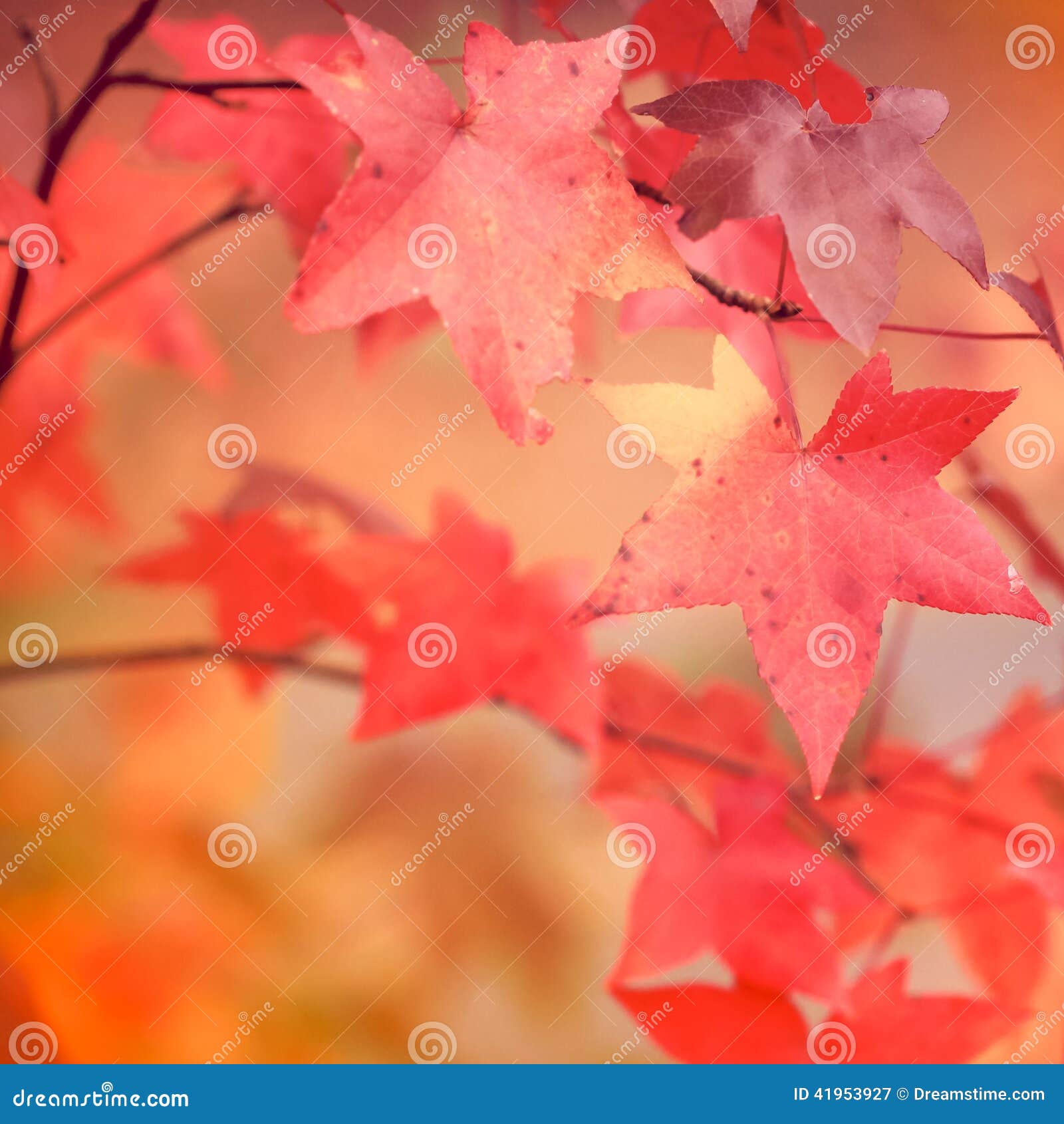 Cluster of Autumn Leaves stock image. Image of fall, group - 41953927