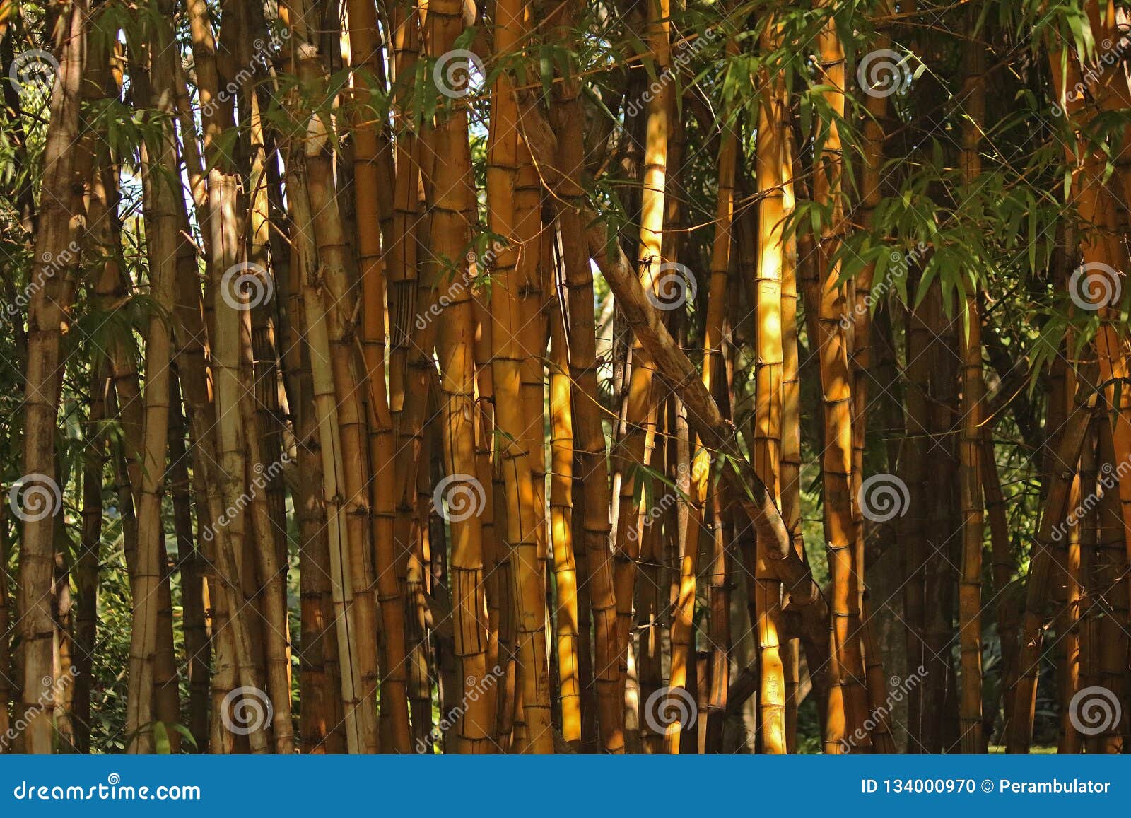 CLUSTER of BAMBOO PLANTS stock photo. Image of green - 134000970