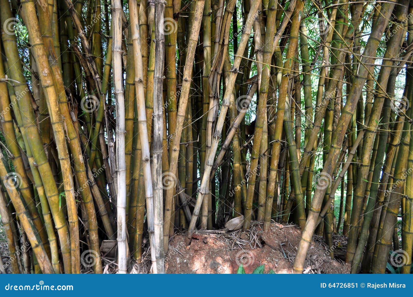 Cluster of bamboo plants stock image. Image of branches - 64726851