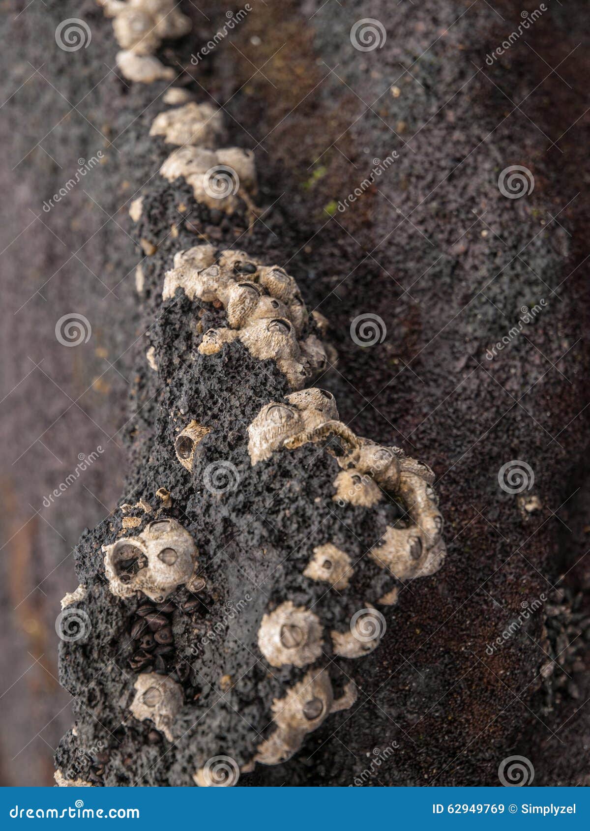 Cluster of Barnacles stock image. Image of marine, rock - 62949769