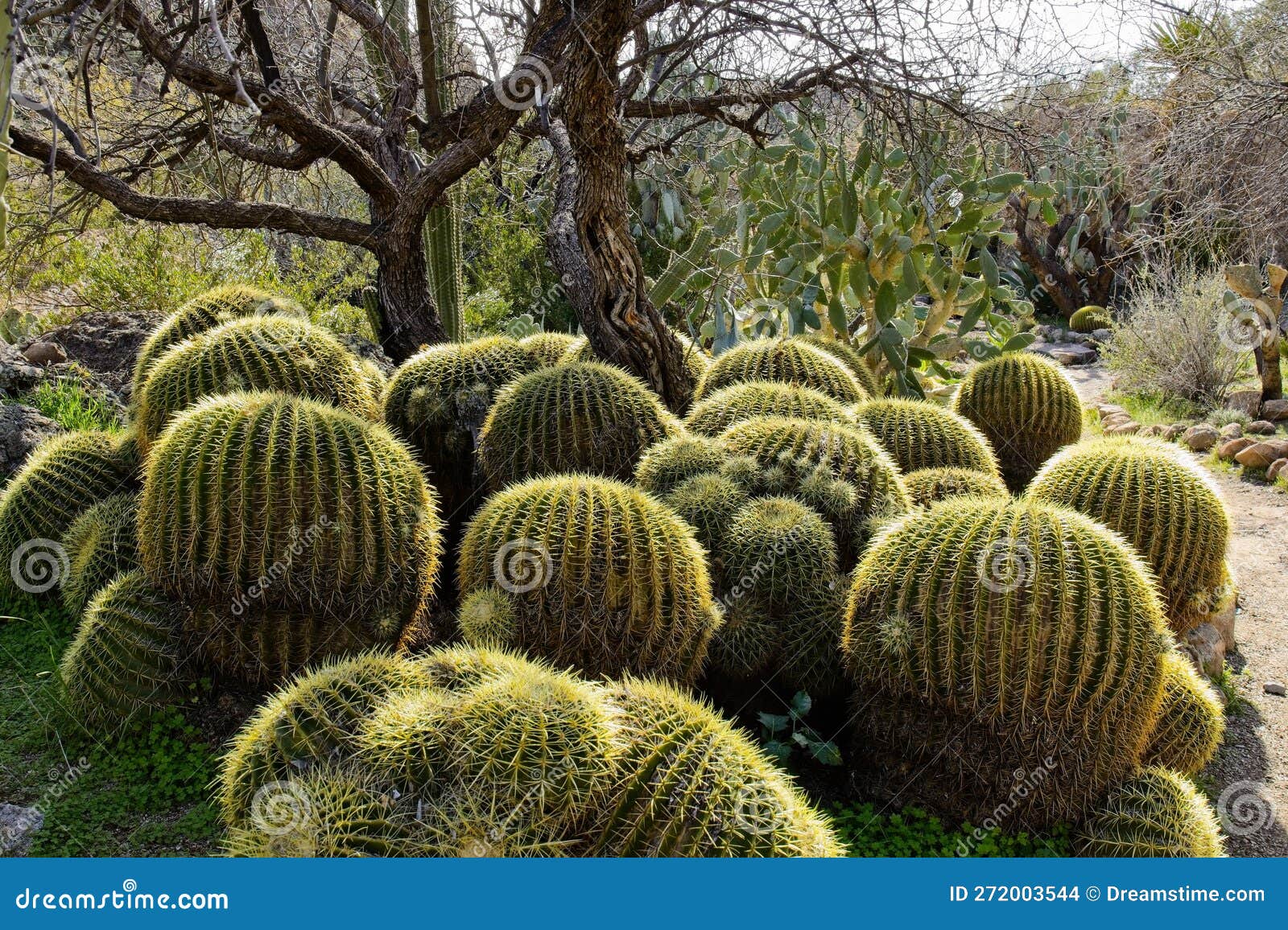 A Cluster of Barrel Cactus . Stock Photo - Image of flora, nature ...