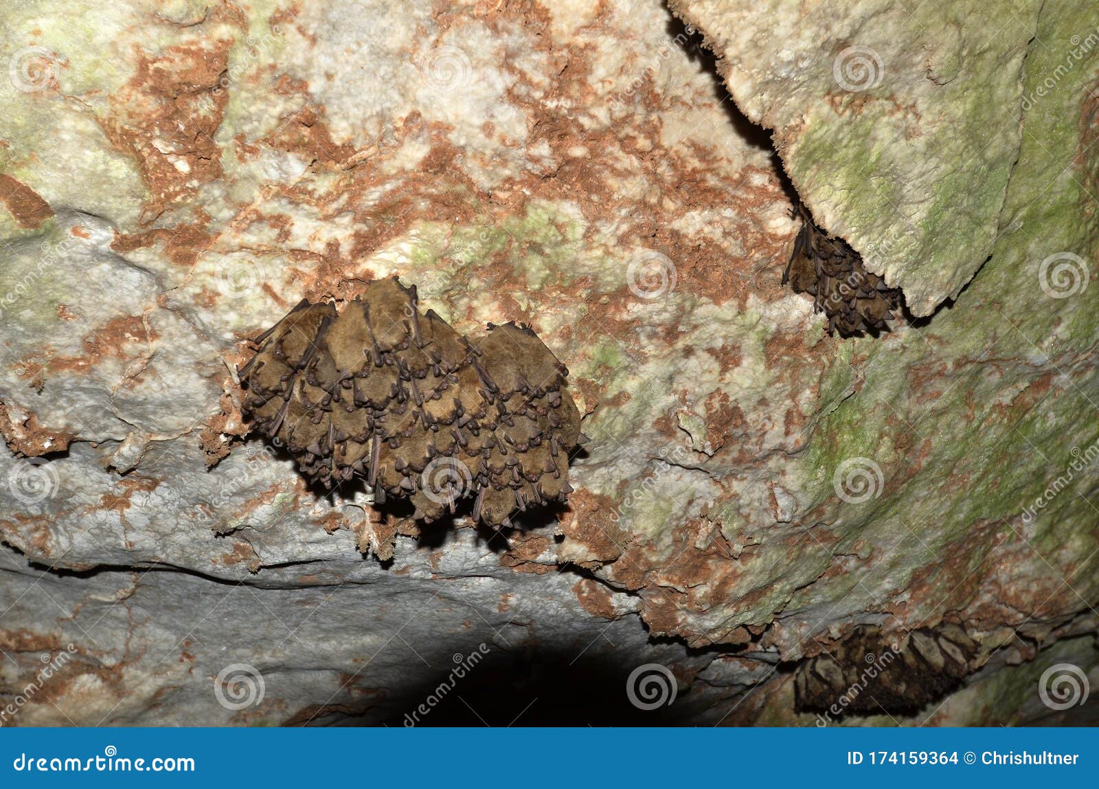 Cluster of Bats Hanging from the Ceiling of a Cave Stock Photo - Image ...