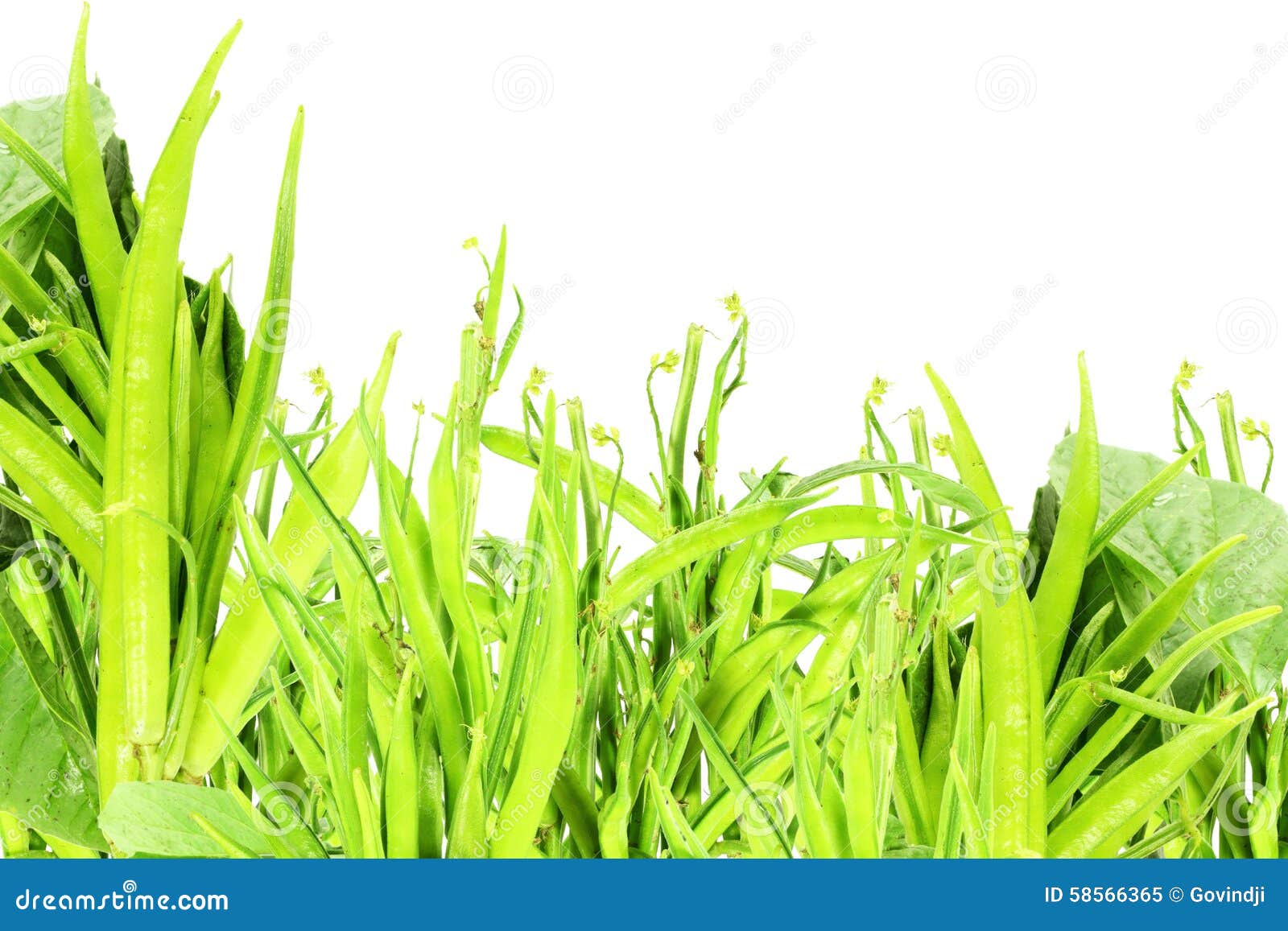Cluster Bean or Guar Been Indian Vegetable in White Background Stock ...