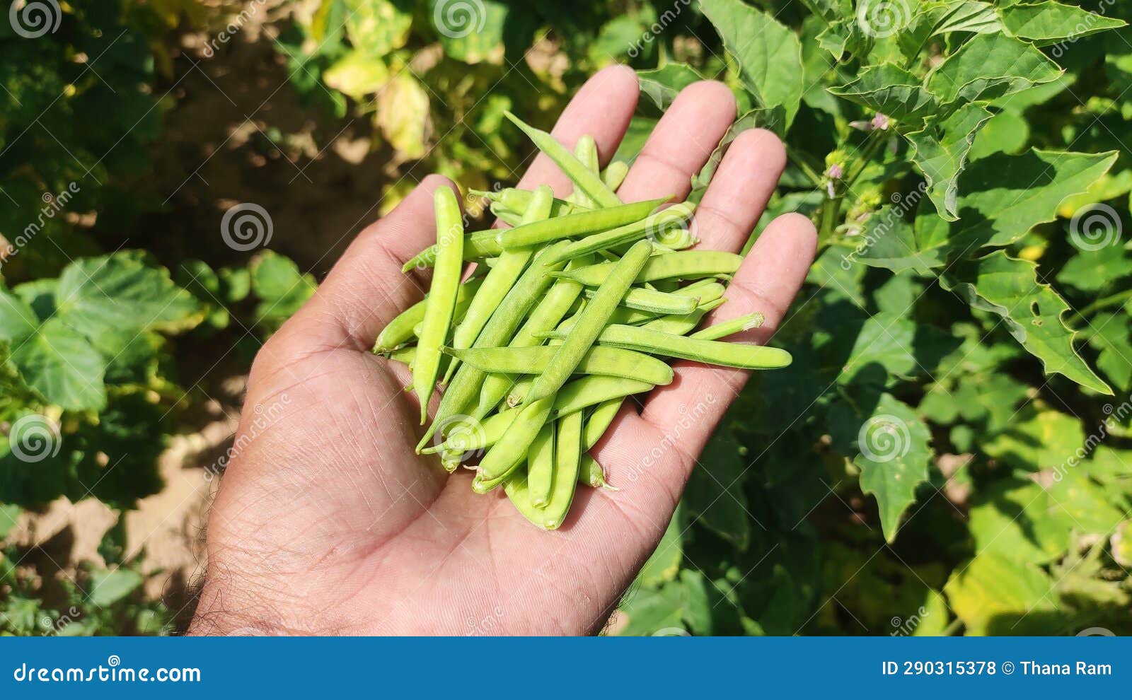 Cluster Beans Pods in Hand, Close Up View Stock Photo - Image of ...