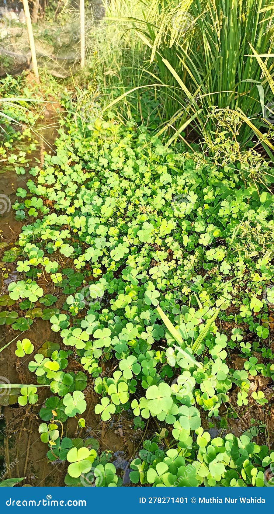 A Cluster of Beautiful Four-leaf Clovers Caught in the Morning Sun ...