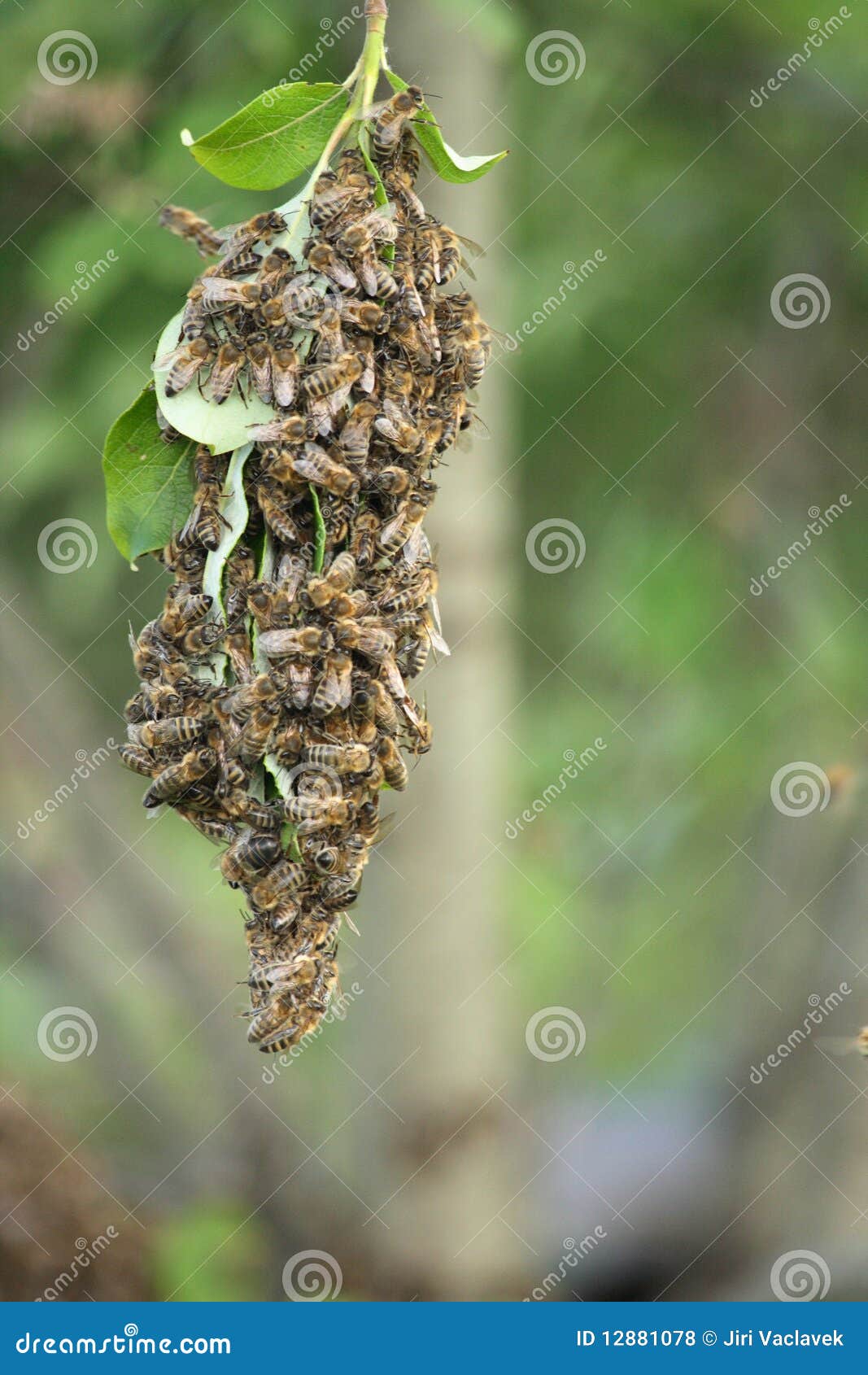 Cluster of bees stock photo. Image of cycle, life, farm - 12881078