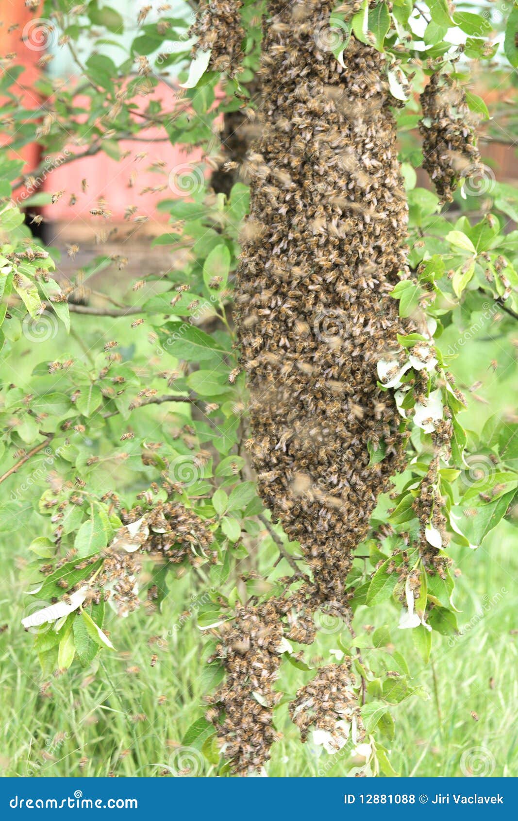Cluster of bees stock photo. Image of cold, cycle, desert - 12881088