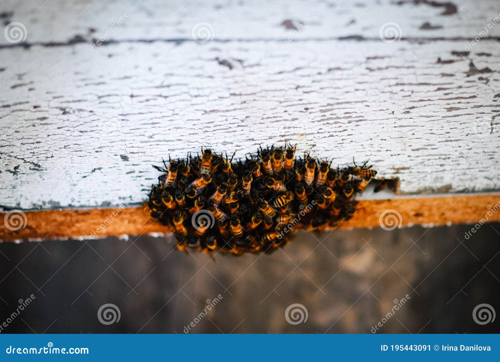 Cluster of Bees stock image. Image of cluster, outdoors - 195443091