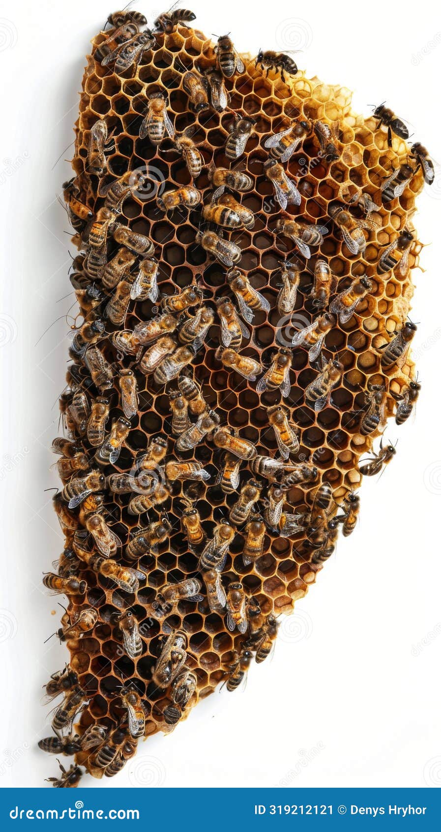 A Cluster of Bees Buzzing Inside a Honeycomb Beehive Stock Image ...