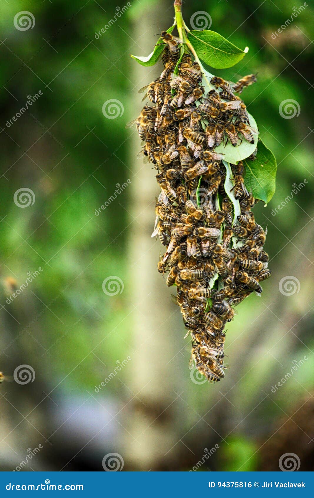 Cluster of bees stock photo. Image of czech, nature, desert - 94375816