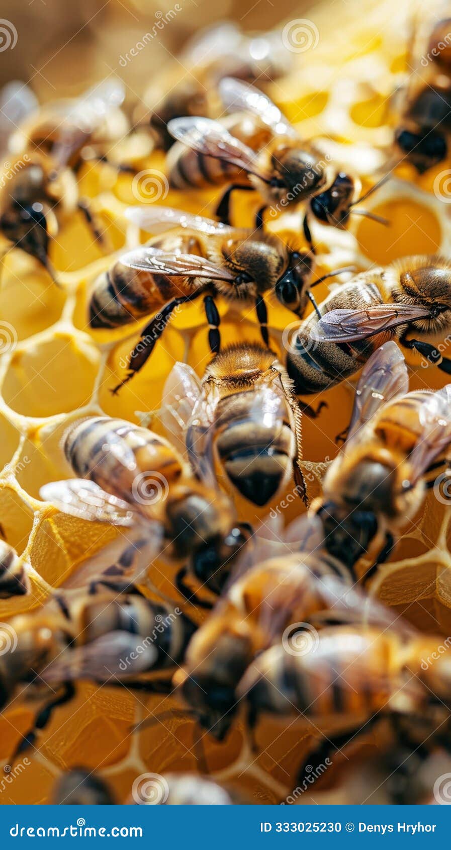 A Cluster of Bees Swarming on Three Honeycomb Pieces, Actively ...