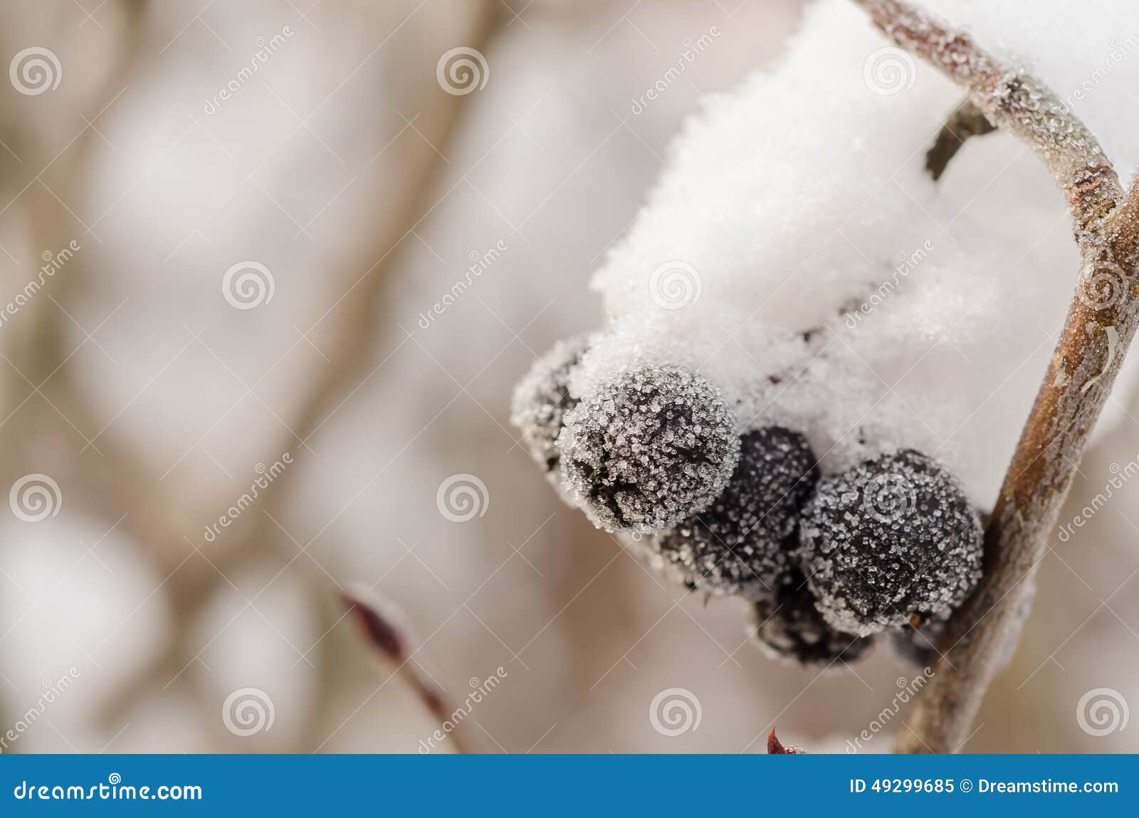 Cluster of Berries after Snow Stock Image - Image of yard, covered ... Cluster of Berries after Snow Stock Image - Image of yard, covered ...