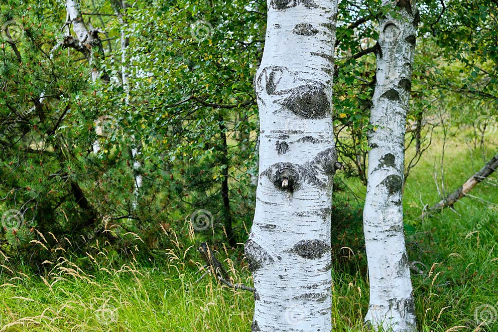 Cluster of Birches stock photo. Image of natural, swamp - 267662368