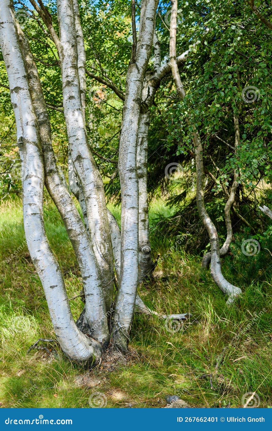 Cluster of Birches stock image. Image of grassland, clearing - 267662401