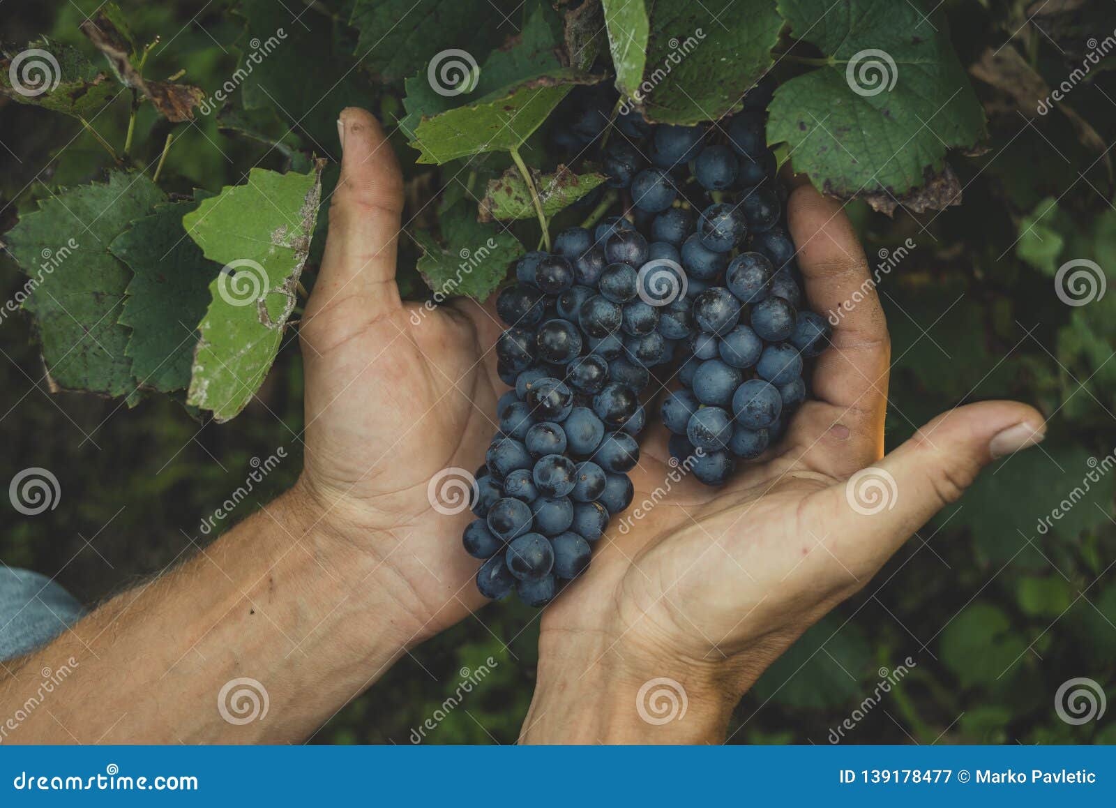 Black grapes in male hands stock image. Image of fall - 139178477