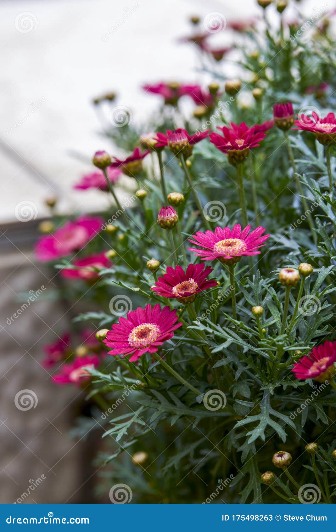 A Cluster of Blooming Magenta Chrysanthemums Stock Image - Image of ...