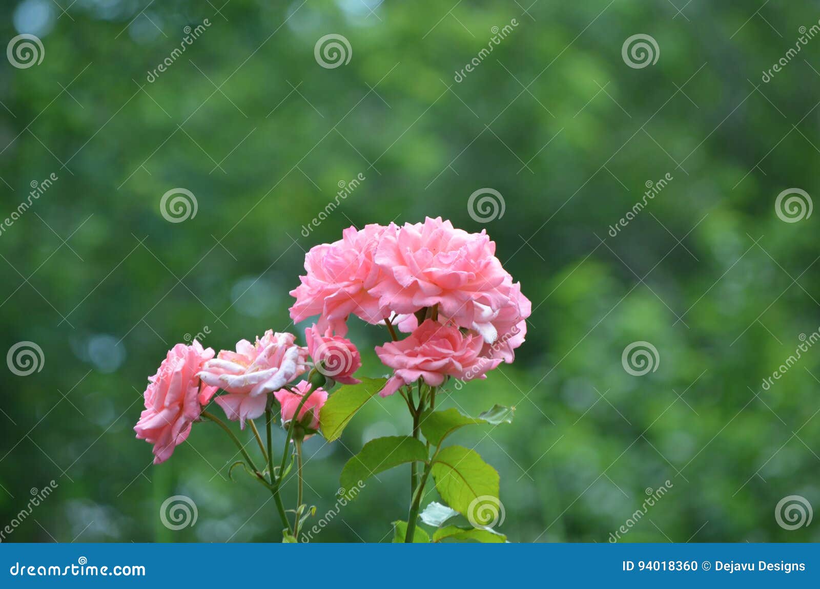 Cluster of Blooming Pink Roses in a Rose Bush Stock Photo - Image of ...