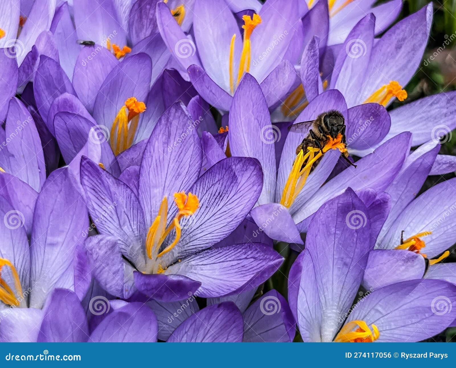 A Cluster of Blooming Purple Crocuses Heralding Spring with Bees Stock ...
