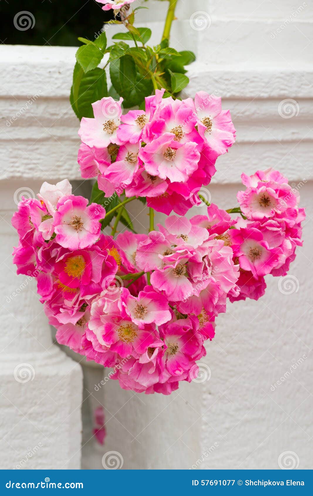 Cluster of the Blossoming Pink Roses Stock Image - Image of design ...