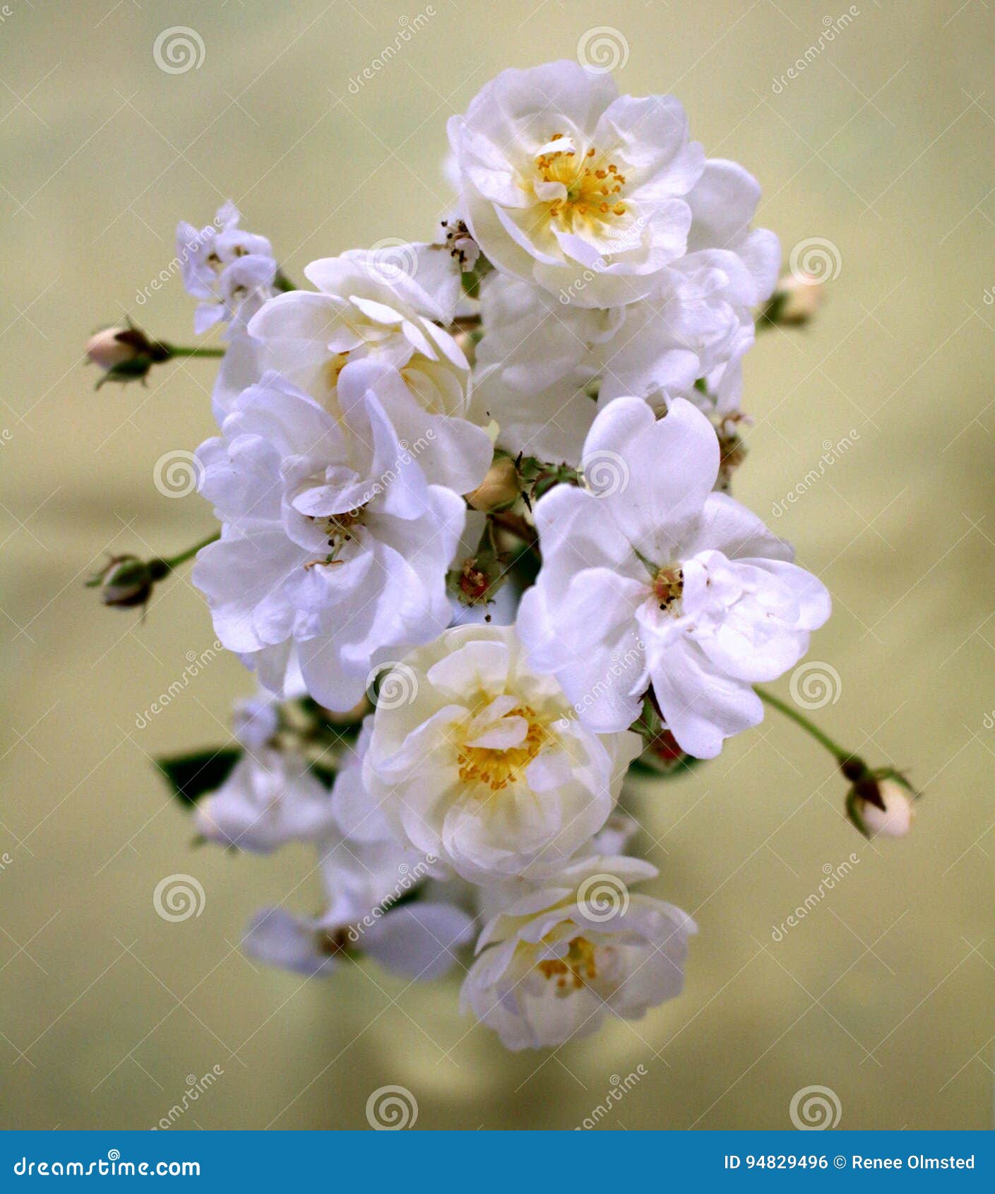 Cluster of Blossoming White Roses Stock Photo - Image of garden ...