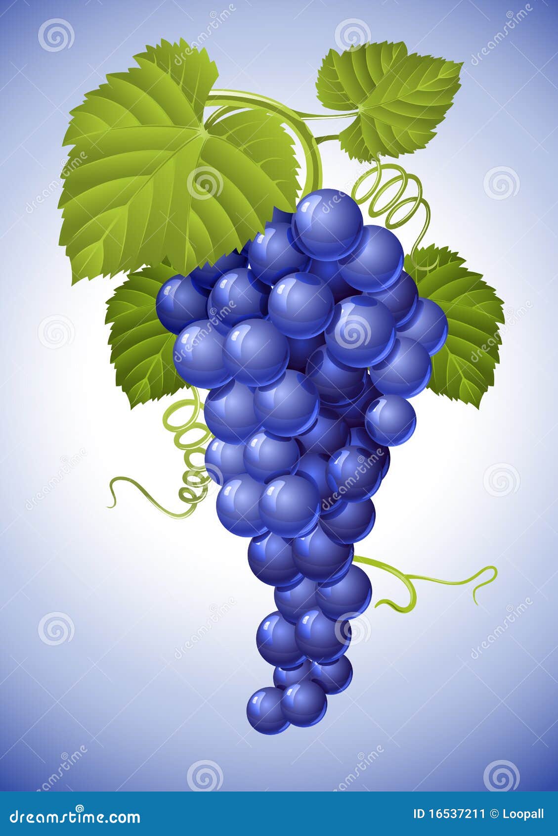 Cluster of Blue Grape with Green Leaves Stock Vector - Illustration of ...