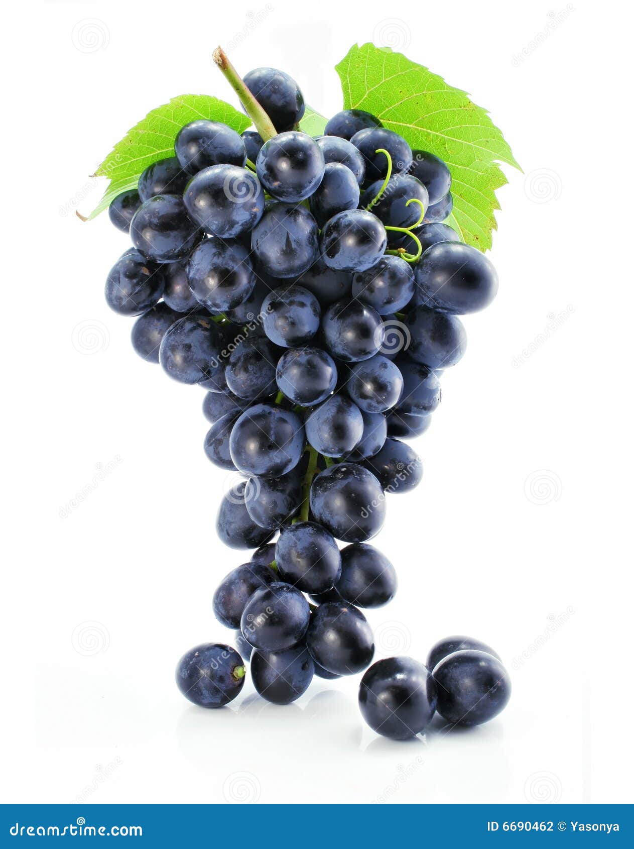 Cluster of Blue Grape Isolated Stock Photo - Image of berry, leaf: 6690462