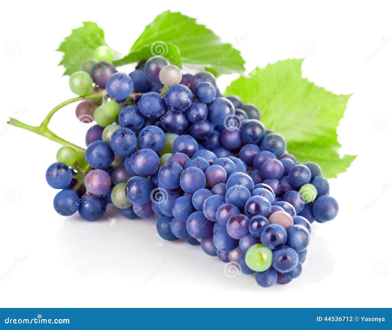 Sea Grapes, Green Caviar, Umi Budo Stock Photography | CartoonDealer ...