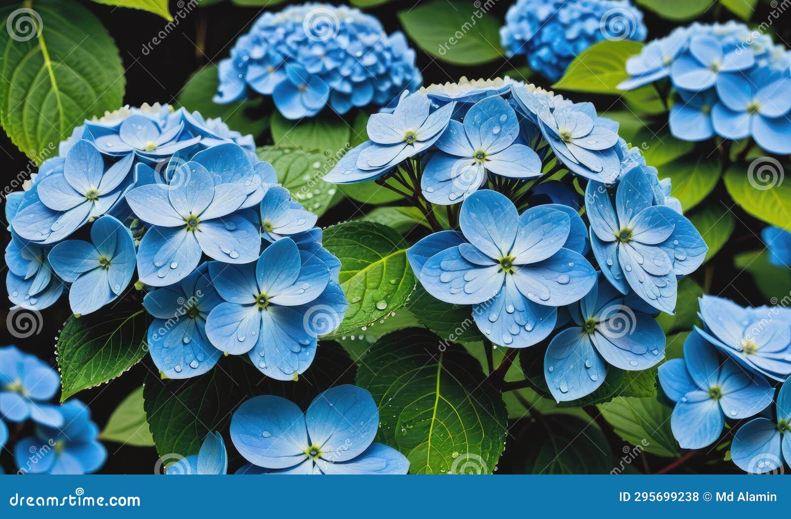 A Cluster of Blue Hydrangea Flowers with Dew Drops Stock Illustration - Illustration of blue ...