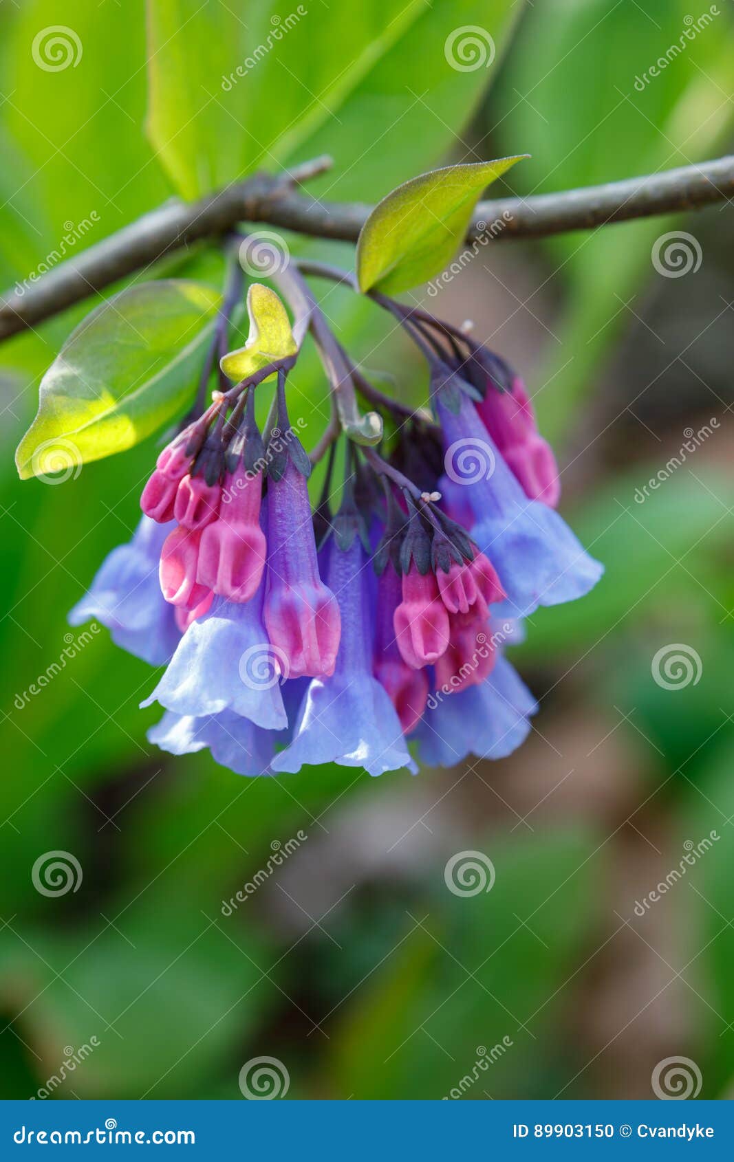 Cluster of Bluebell Wildflowers Stock Photo - Image of buds, pink: 89903150