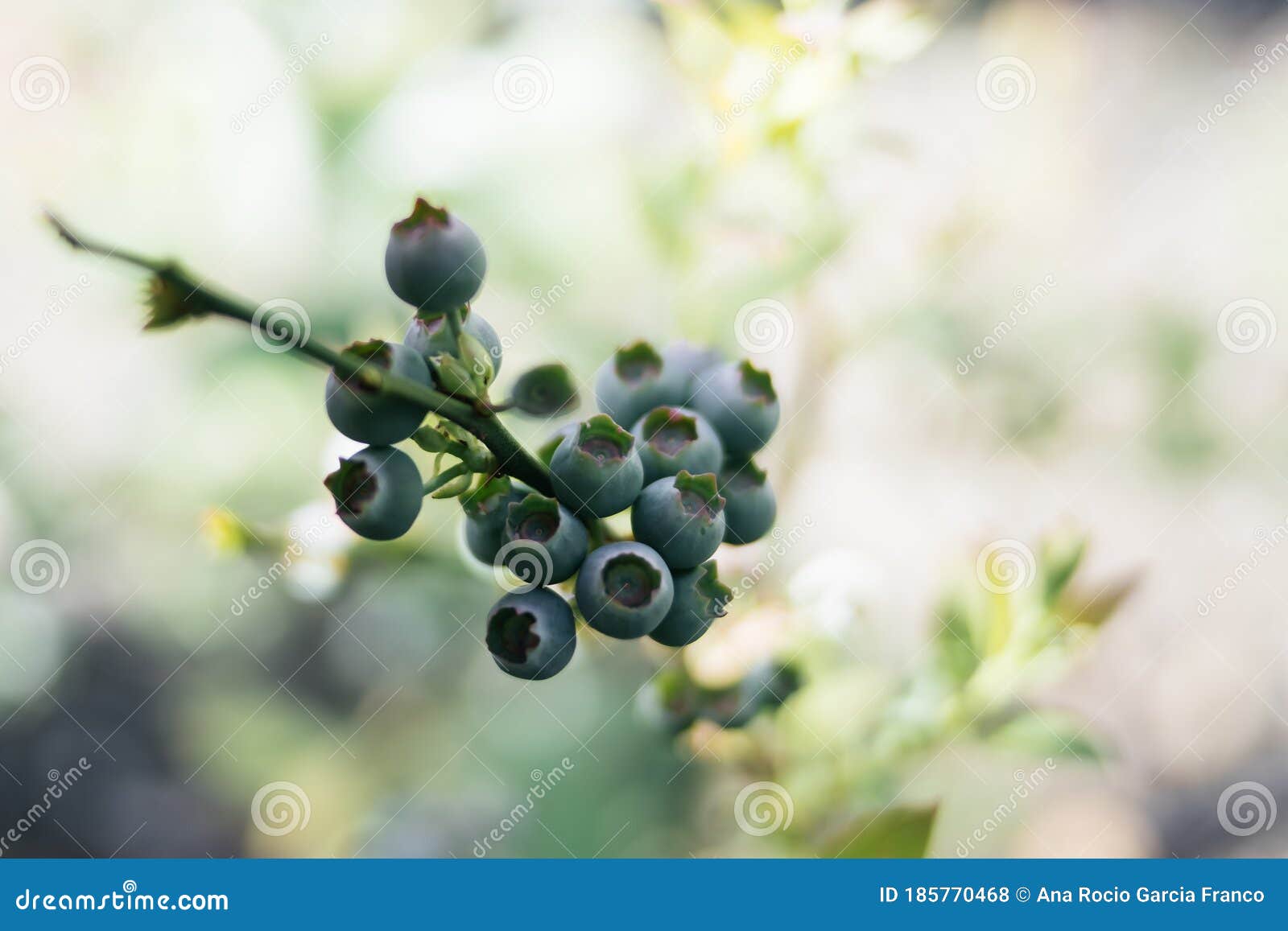 Cluster of Blueberries Growing on the Bush Stock Photo - Image of ...