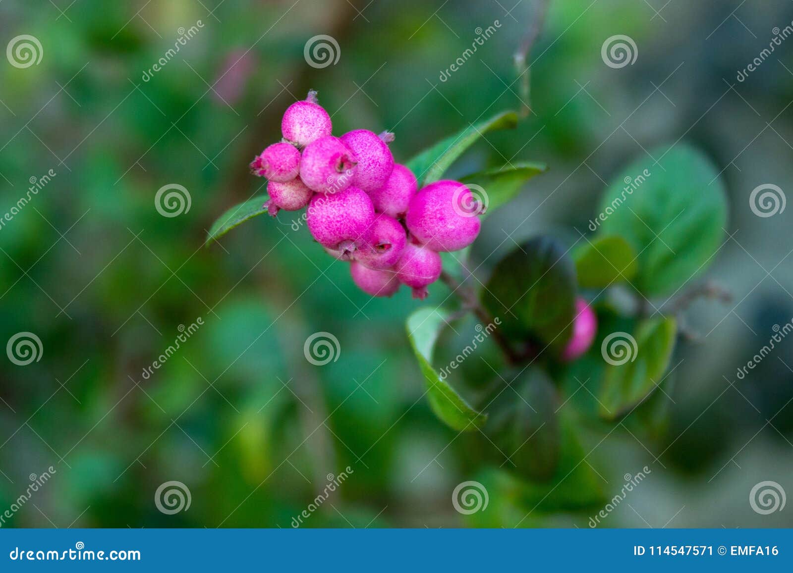 Cluster of Bright Pink Berries in the Hedge Stock Image - Image of fall ...