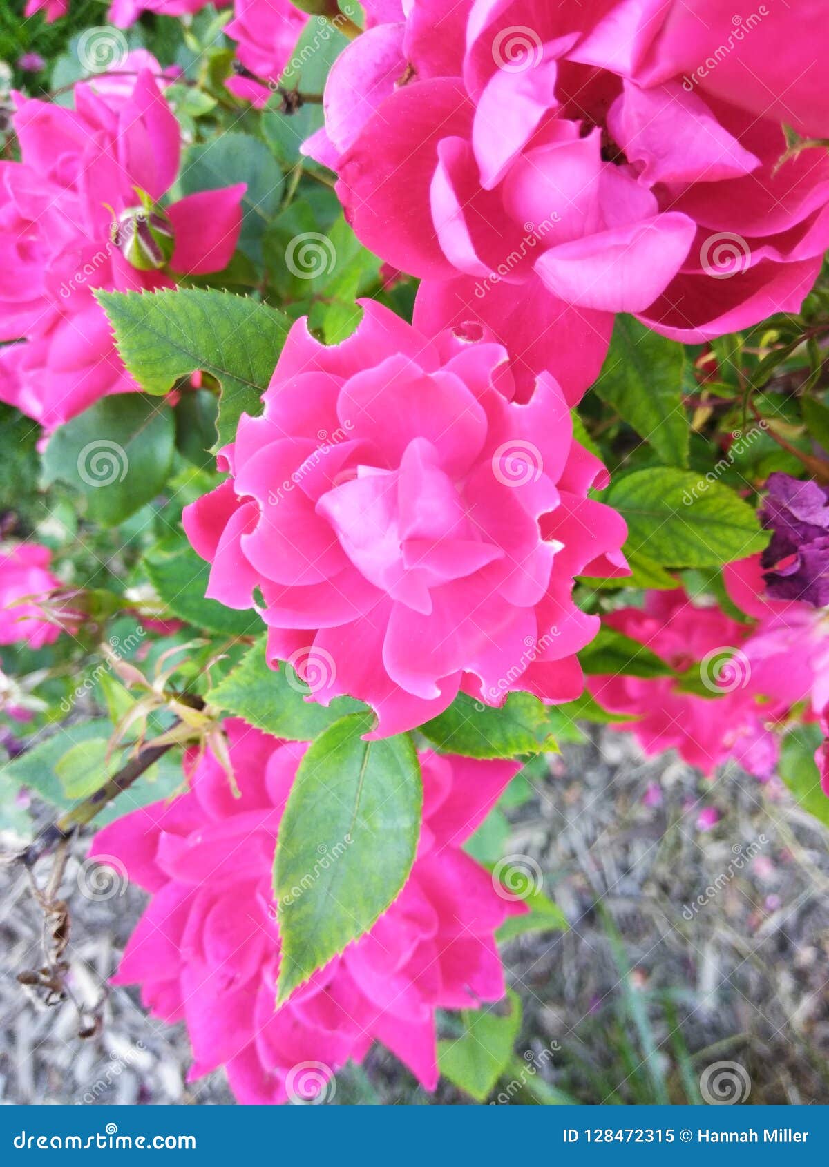 A Cluster of Bright Pink Flowers Stock Image - Image of flower, bush ...