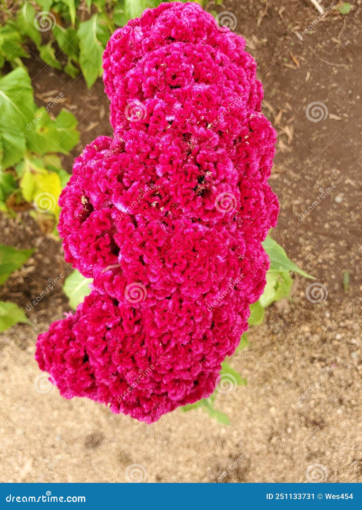 Red Flower Cluster Growing Along the Pathway Stock Image - Image of ...