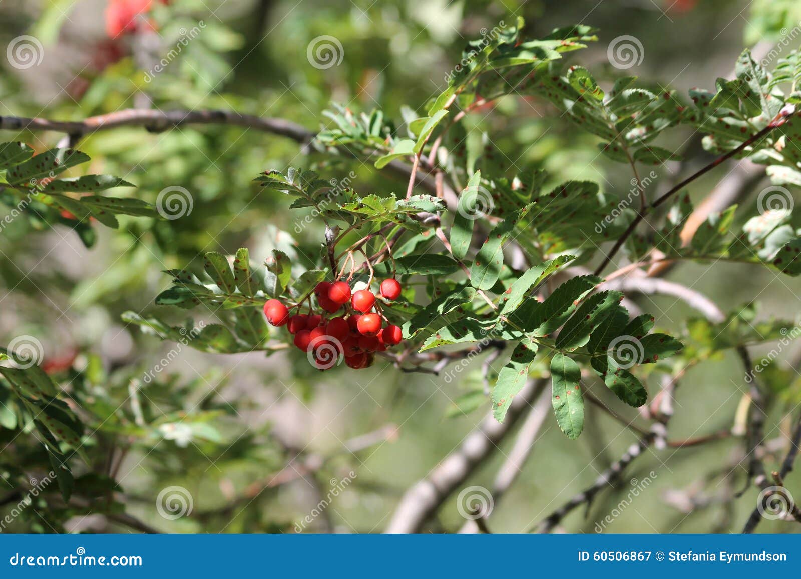 Cluster of Bright Red Mountain Ash Berries Stock Image - Image of ...