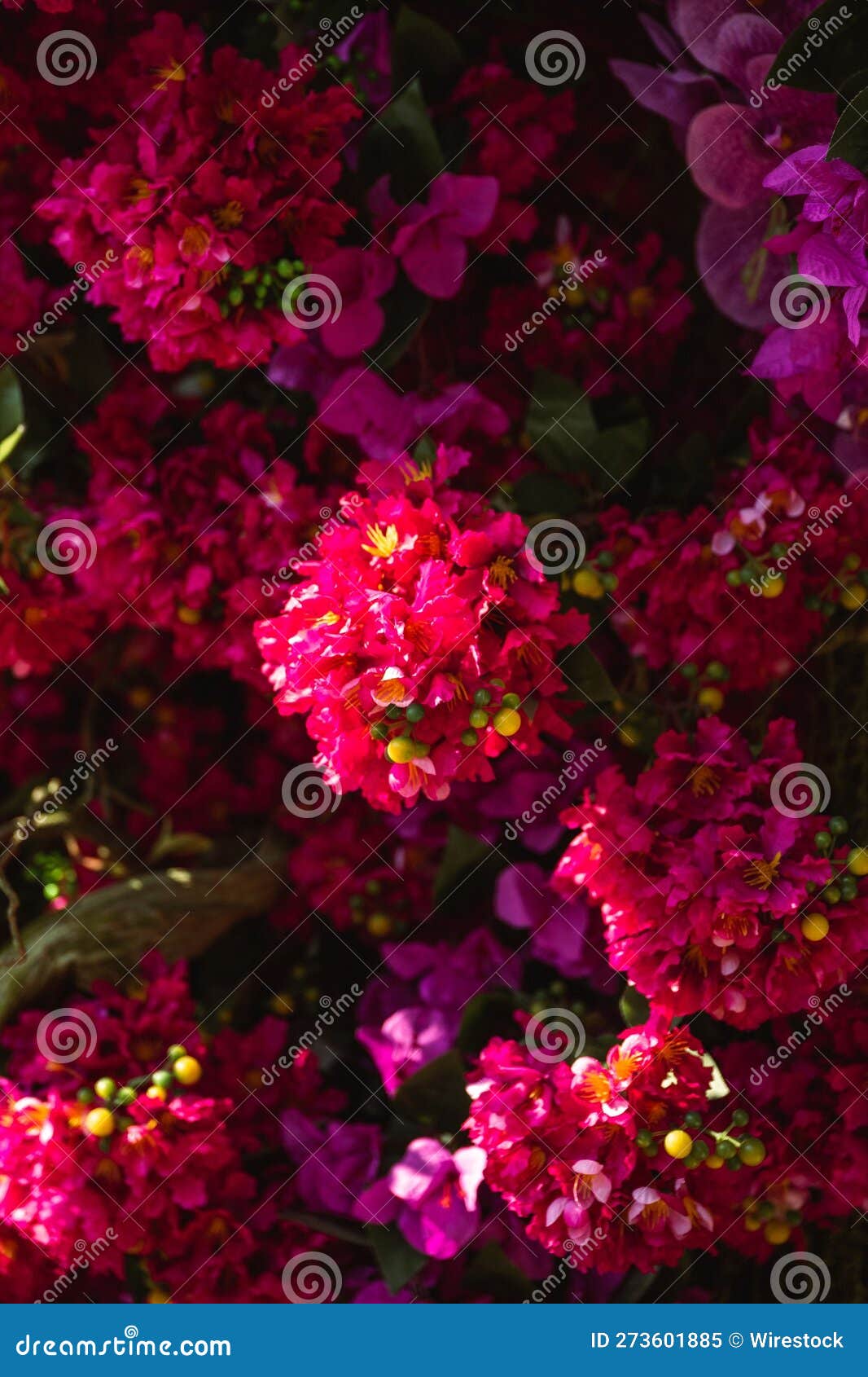 Cluster of Bright Reddish Pink Flowers. Stock Image - Image of summer ...
