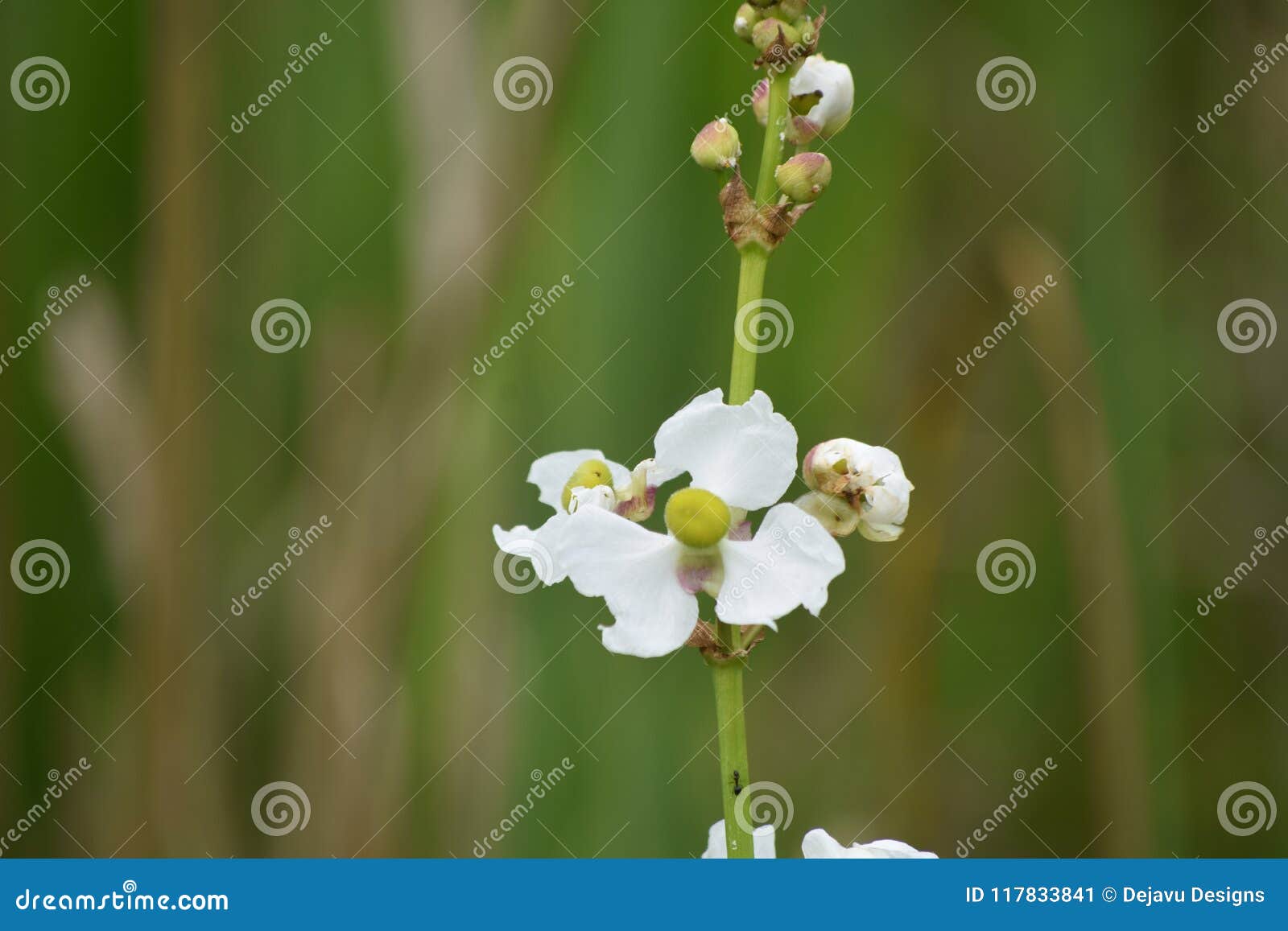 Cluster of Budding and Blooming White Flowers Stock Image - Image of ...
