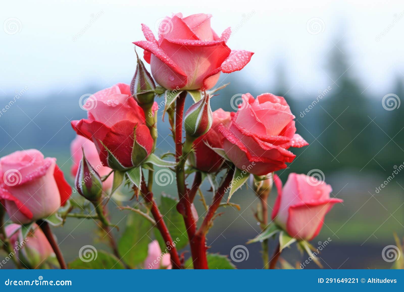 Cluster of Budding Roses on a Bush Stock Image - Image of generated, garden: 291649221