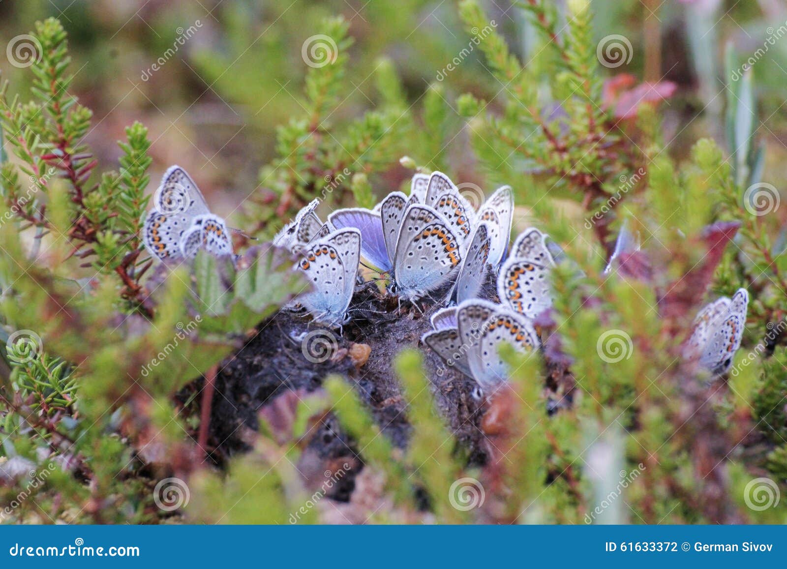 Cluster of Butterflies in the Swamp Stock Photo - Image of wild ...