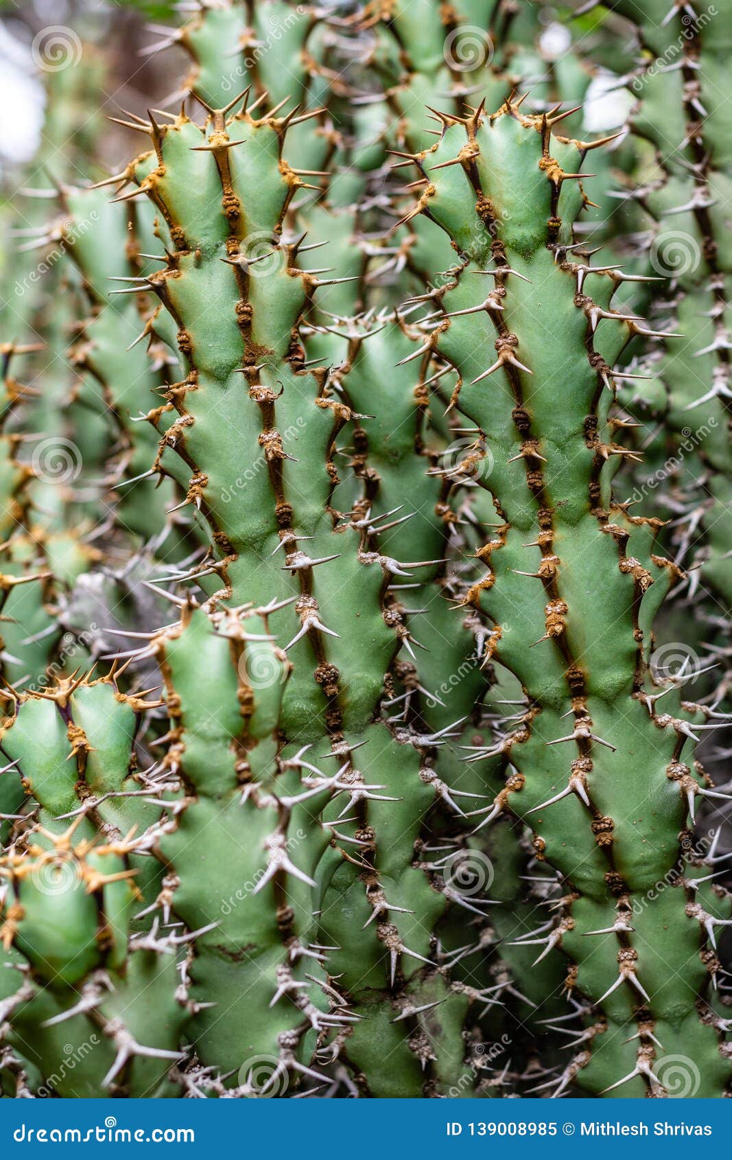 Cluster of Cactus Plants and Thorns Stock Image - Image of bright ...