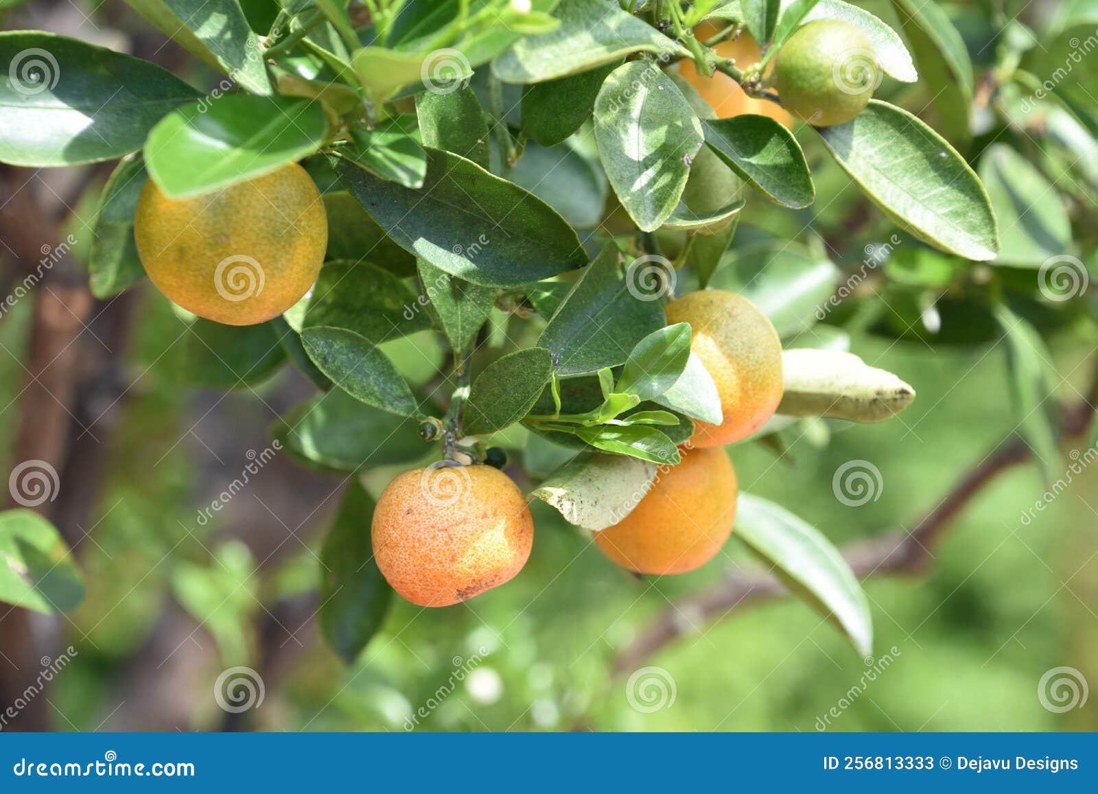 Cluster of Calamondin Fruit Hanging on a Tree Branch Stock Image ...