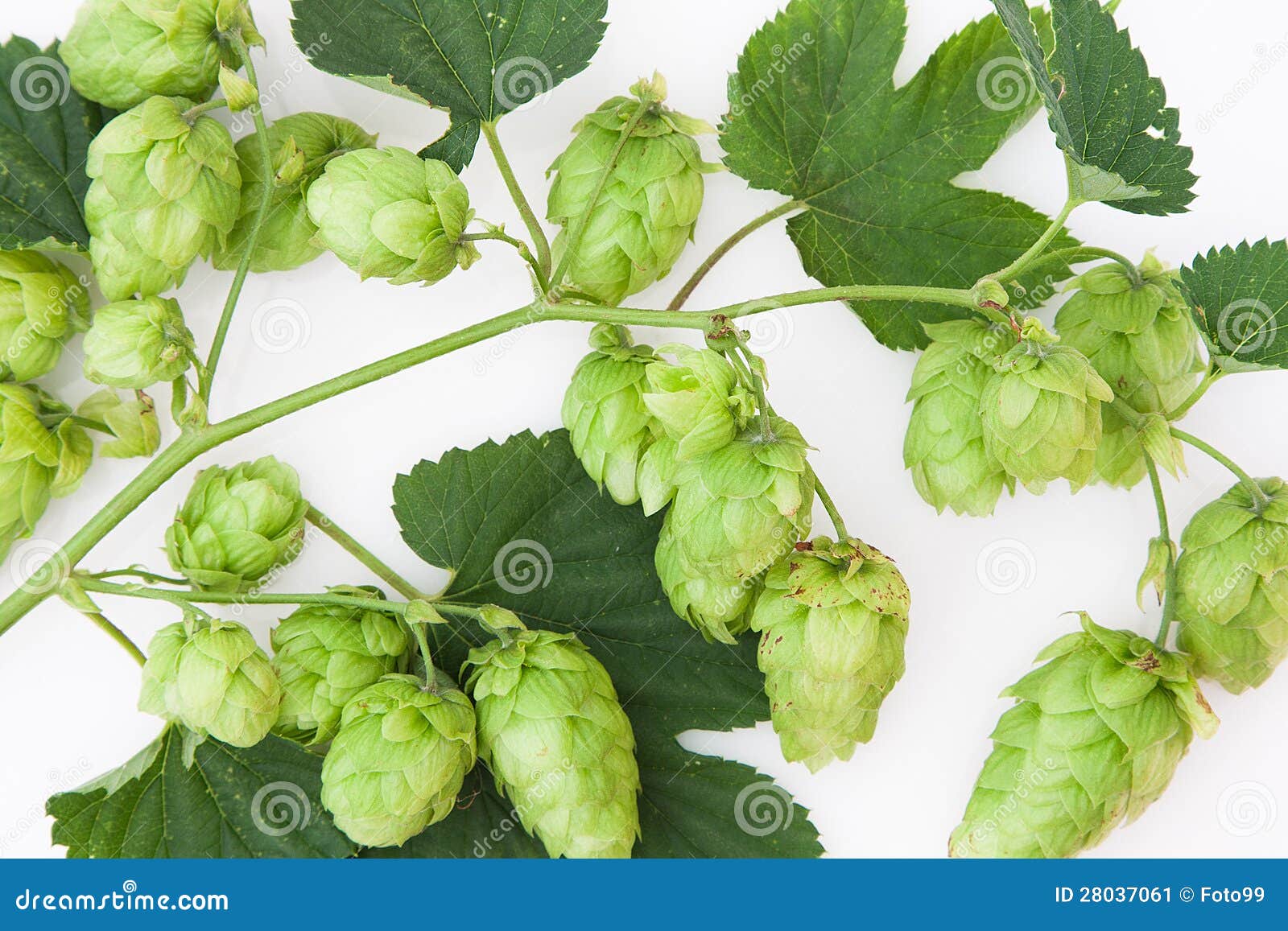 Cluster of Cascade Hops on Vine Stock Image - Image of cluster, cones ...
