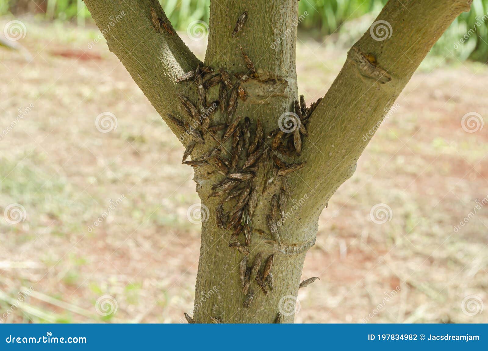 Pupae on Tree Trunk stock photo. Image of pupae, pupal - 197834982
