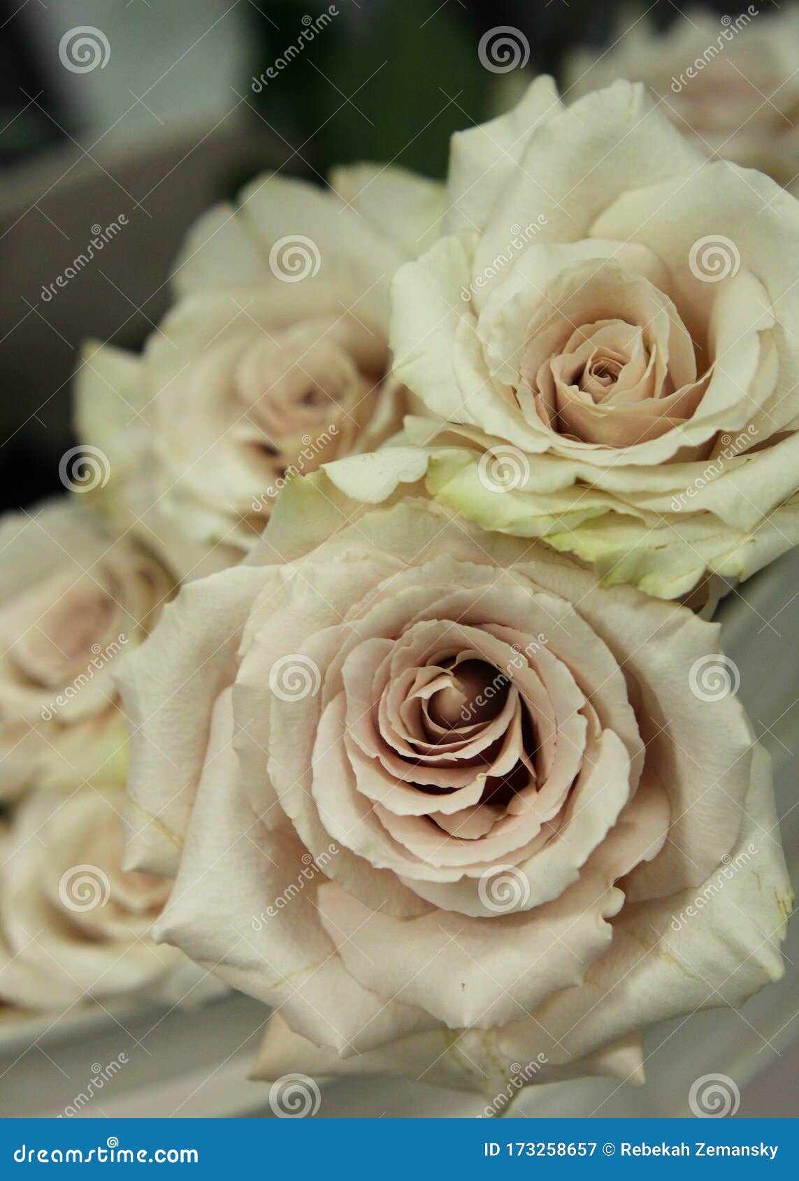 Roses ivory 8054 c2 stock image. Image of cluster, cream - 173258657